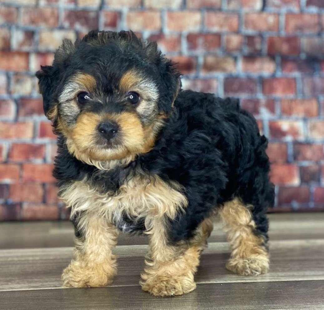 Yorkie Poo Puppies - Adorable Yorkipoo Mix for Sale | Crockett Doodles