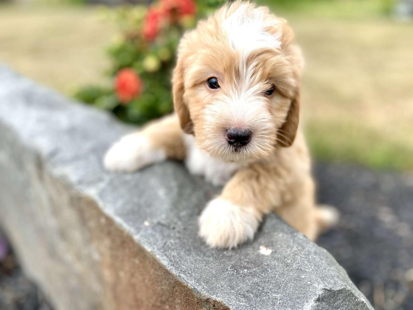 Best Seattle Doodles Available — Crockett Doodles