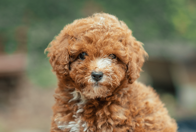 Mini Poodle Puppies — Crockett Doodles