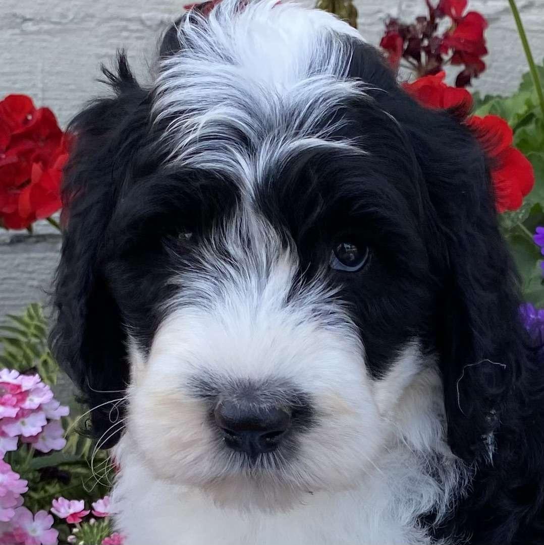 Best Madison Sheepadoodles Available — Crockett Doodles