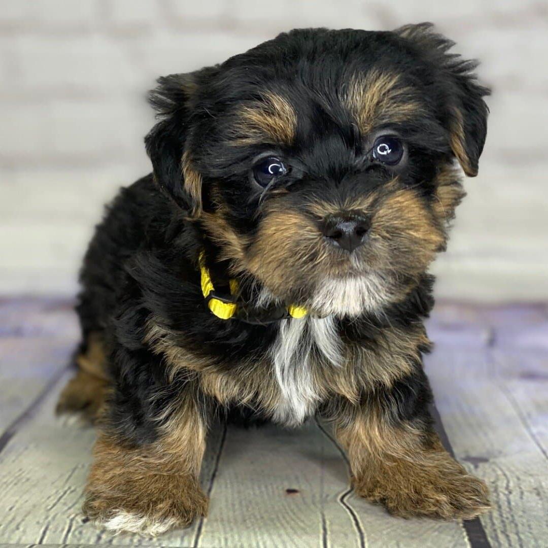 Yorkie Poo Puppies - Adorable Yorkipoo Mix for Sale | Crockett Doodles