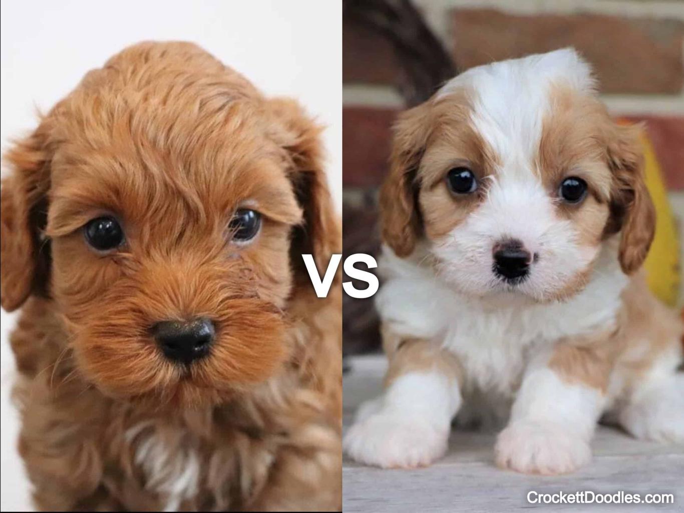 Cockapoo vs Cavapoo Breed Comparison — Crockett Doodles