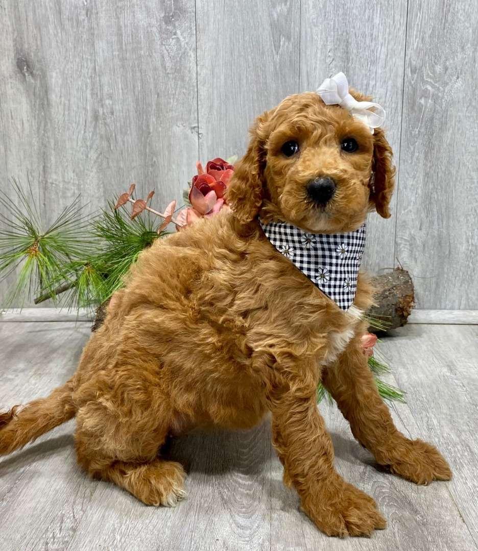 Best Missouri Doodles Available — Crockett Doodles