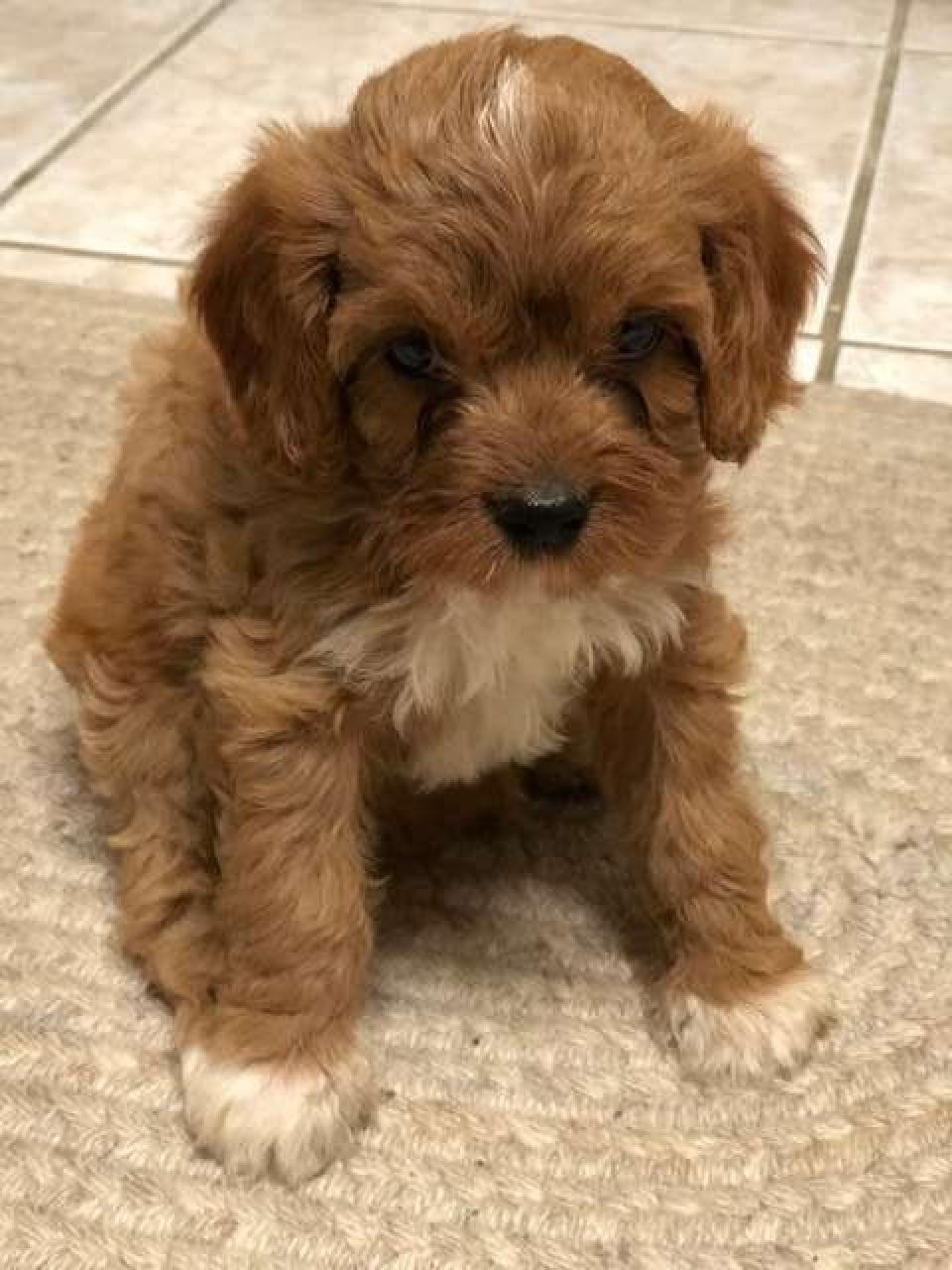 Best Ohio Doodles Available — Crockett Doodles