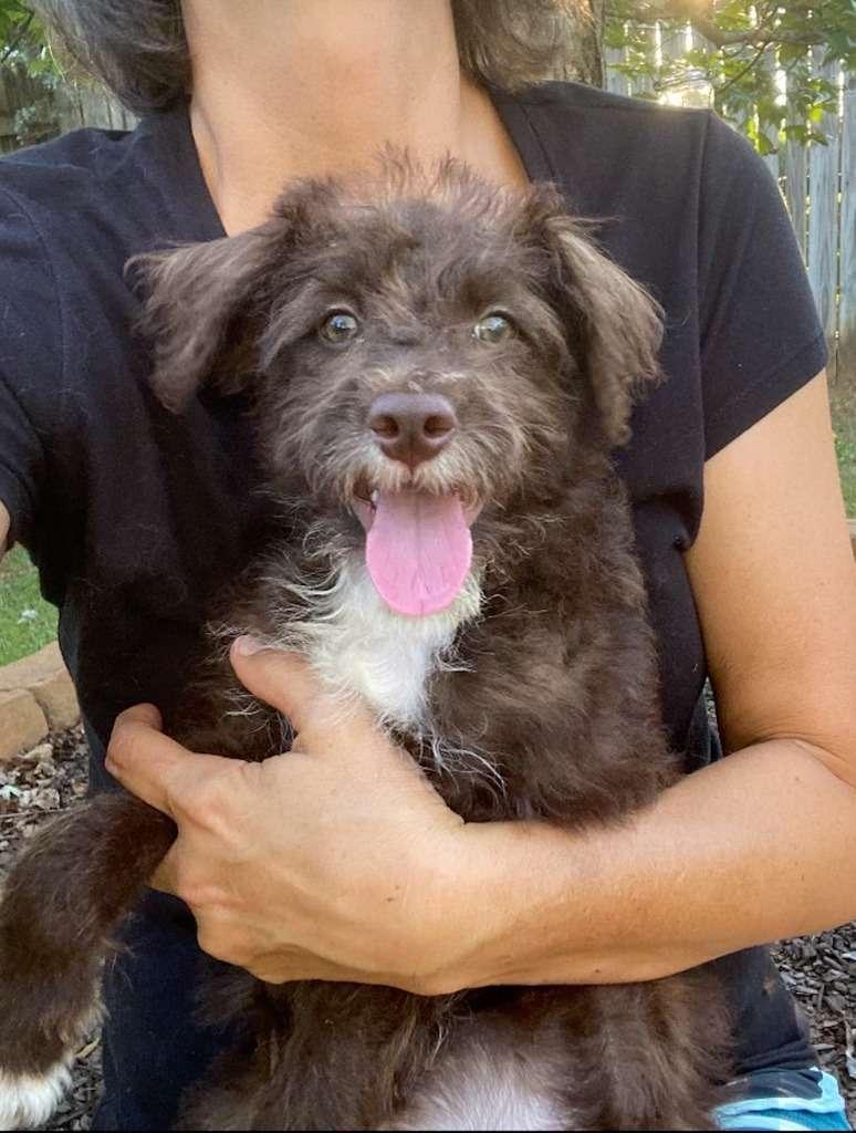 Best Alaska Labradoodles Available — Crockett Doodles