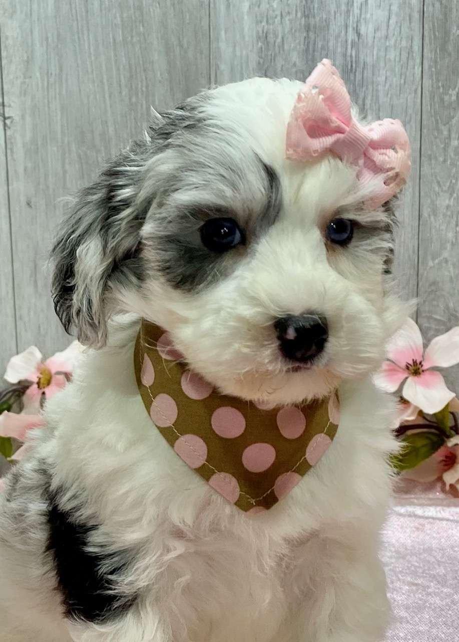 Best Ohio Sheepadoodles Available — Crockett Doodles