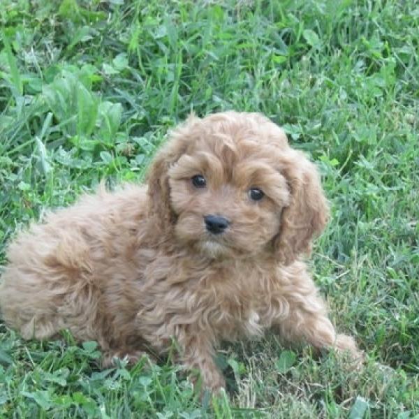 Adorable Cavapoo Puppies for Sale | Healthy & Happy Cavapoos