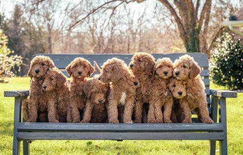 How to Choose the Best Doodle Breed For Your Family — Crockett Doodles