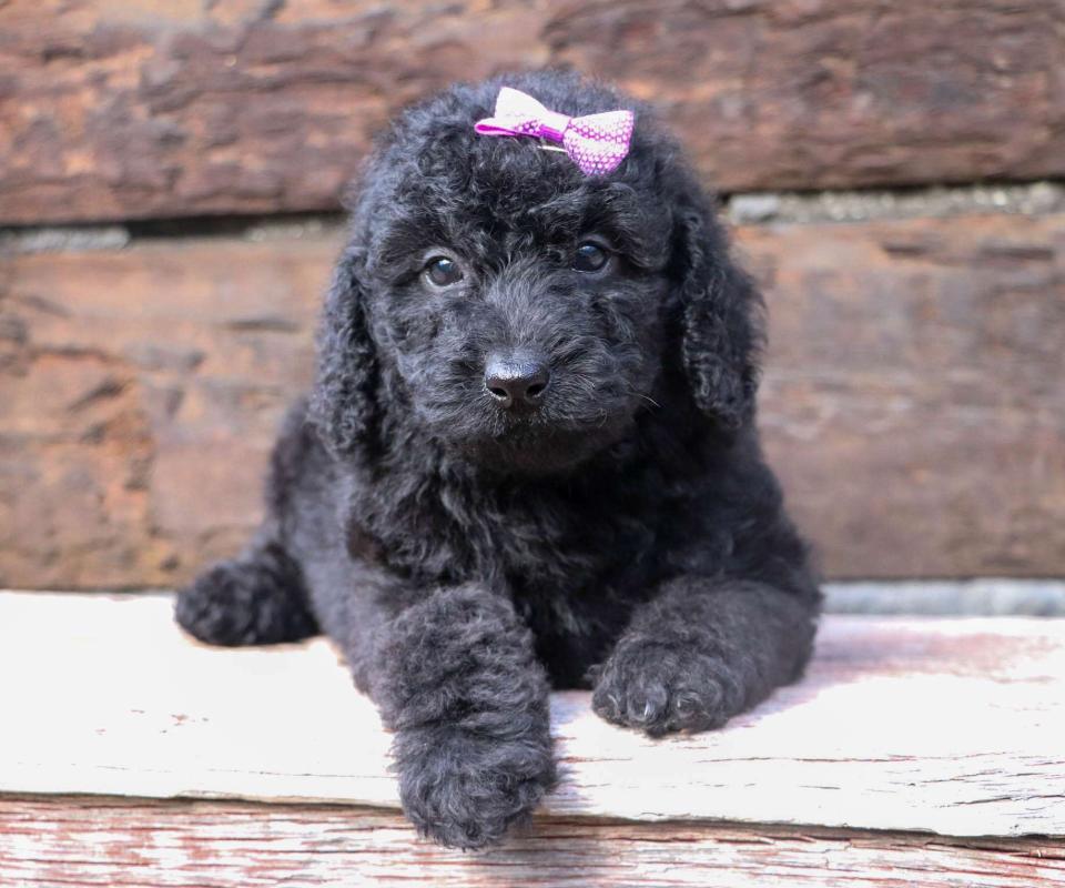 Best Ohio Labradoodles Available — Crockett Doodles