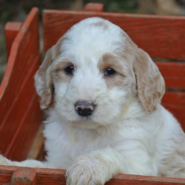 Sheepadoodle and Mini Sheepadoodle Puppies - Friendly & Affectionate ...
