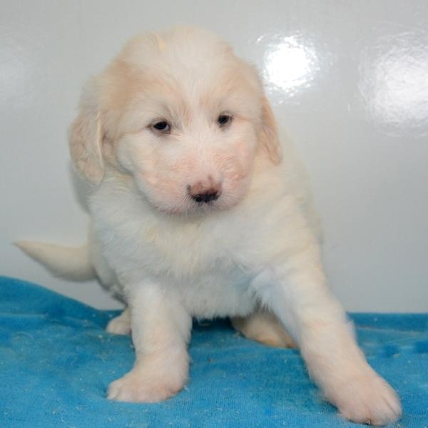 Pyredoodle Puppies - Calm & Confident — Crockett Doodles