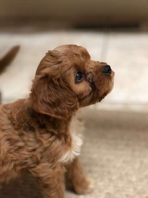 Best Wichita Cavapoos Available — Crockett Doodles