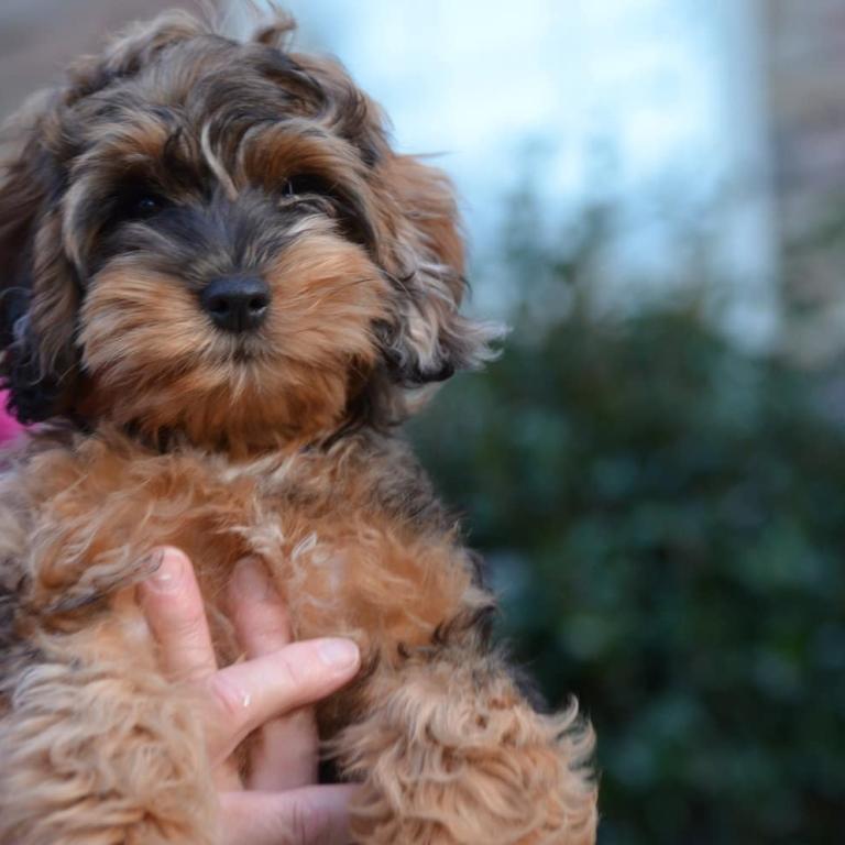 Cute Cockapoo Puppies | Family-Raised with Health Guarantee