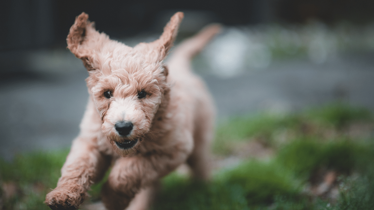 Are Golden Doodles Picky Eaters? — Crockett Doodles
