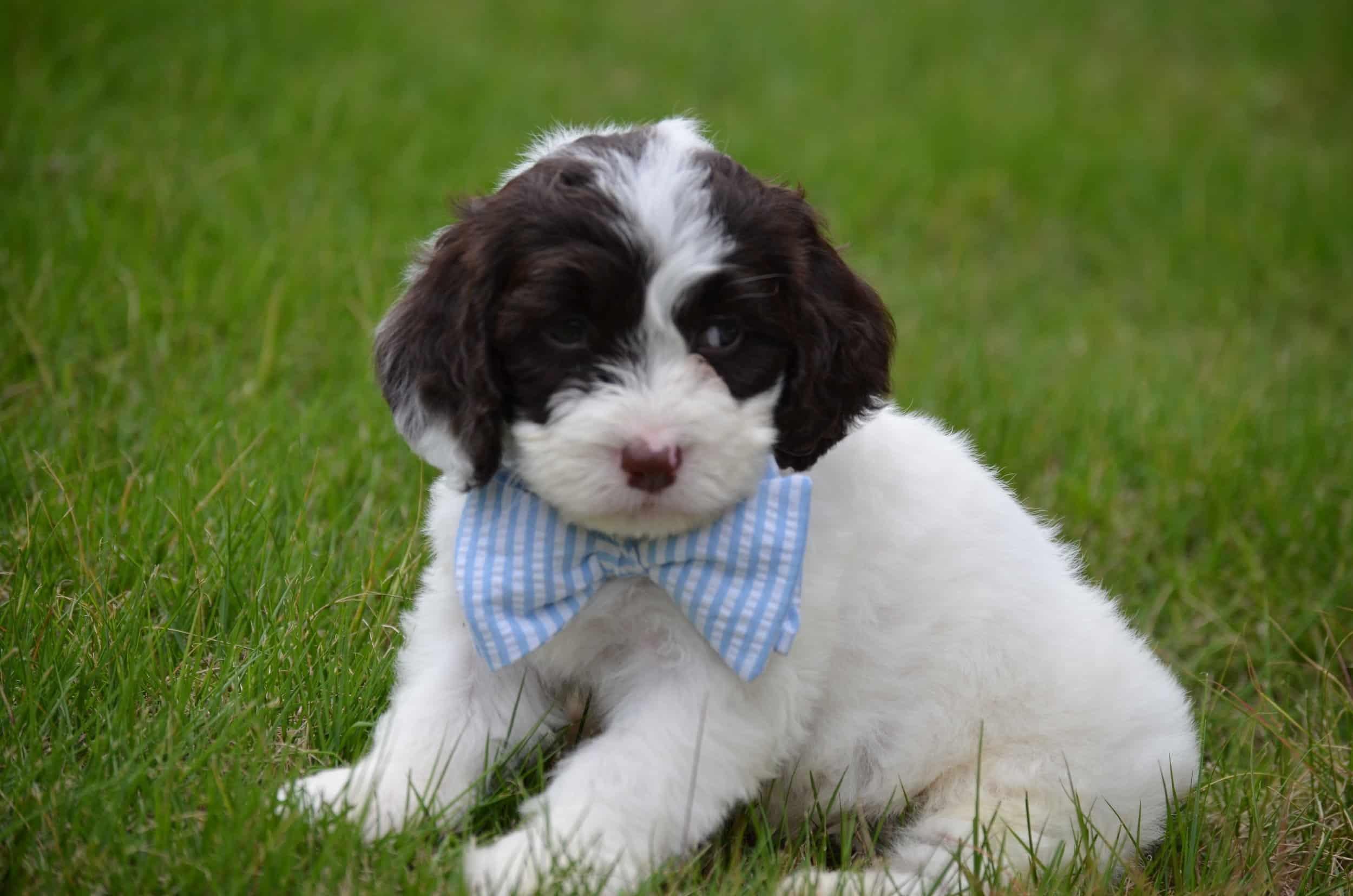 Springerdoodles — Crockett Doodles