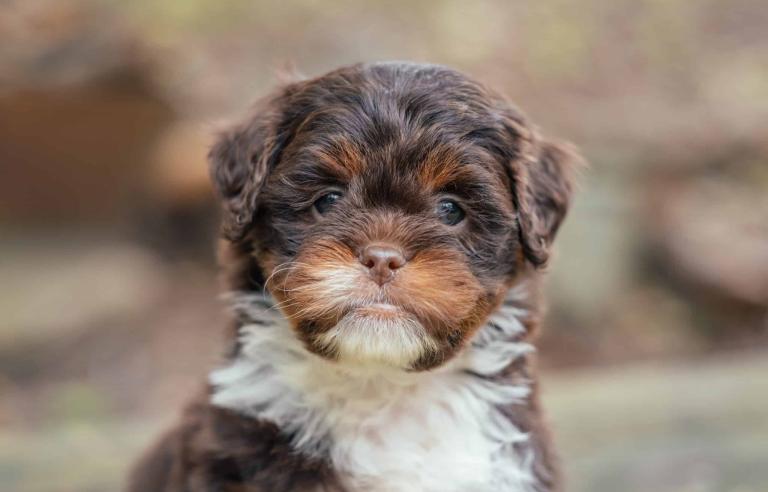 How to Choose the Best Doodle Breed For Your Family — Crockett Doodles