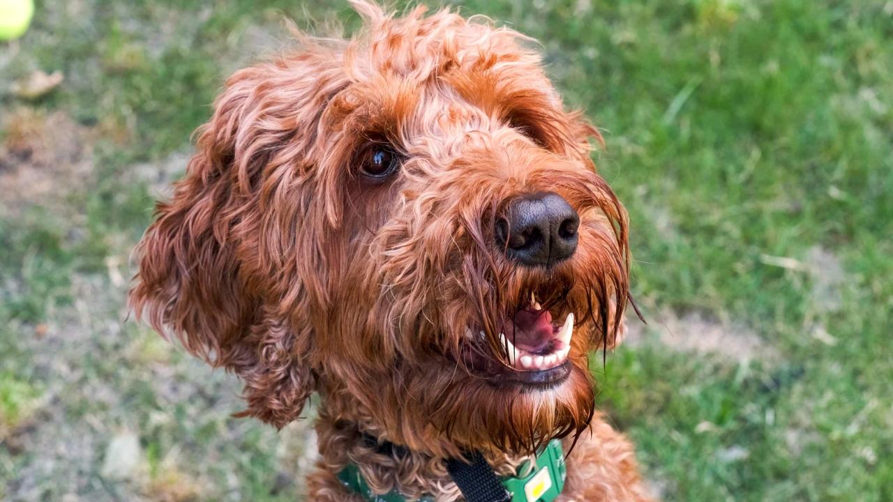 Irish Doodle Brady - A Real-Life Hero — Crockett Doodles