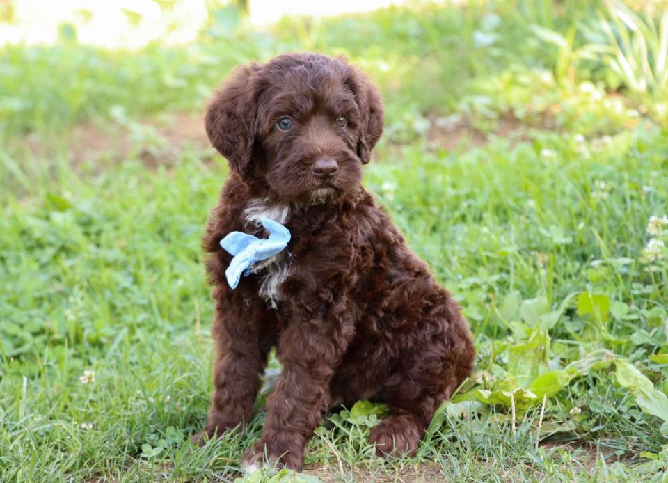 Heiliger Berdoodle Home Krassenbergs Bernedoodles