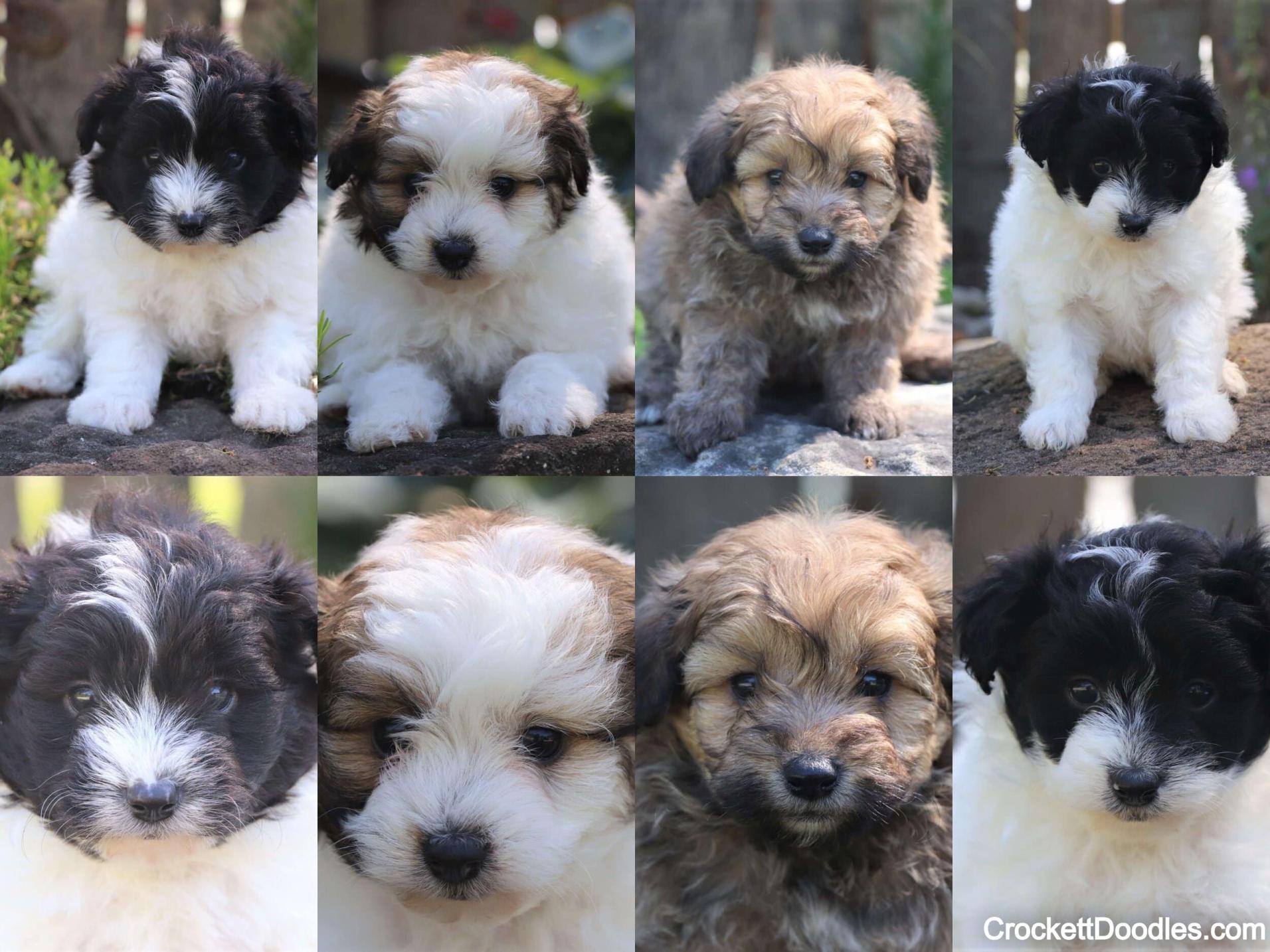 Pomapoo Puppies - Energetic & Affectionate — Crockett Doodles