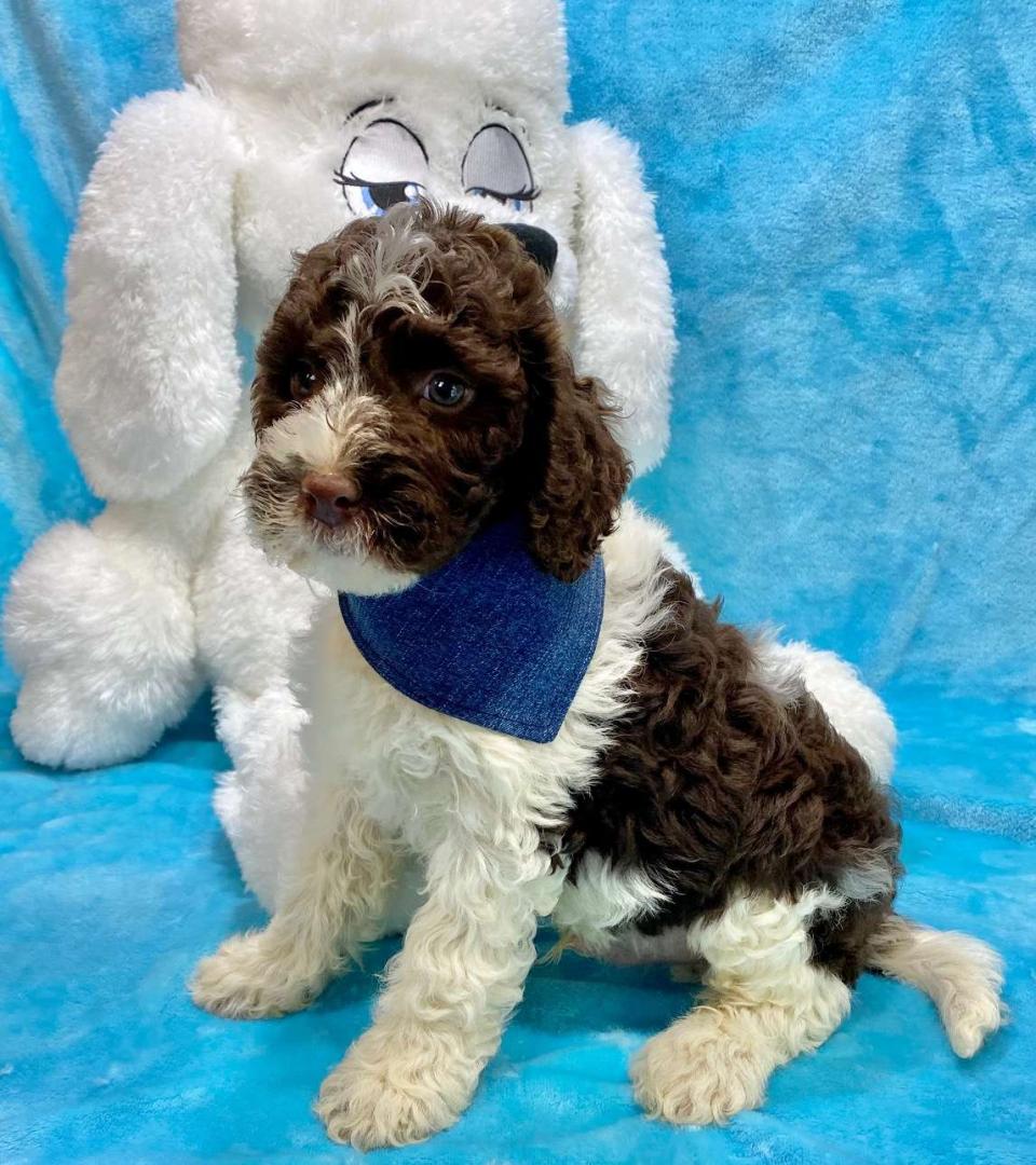 Best Seattle Springerdoodles Available — Crockett Doodles