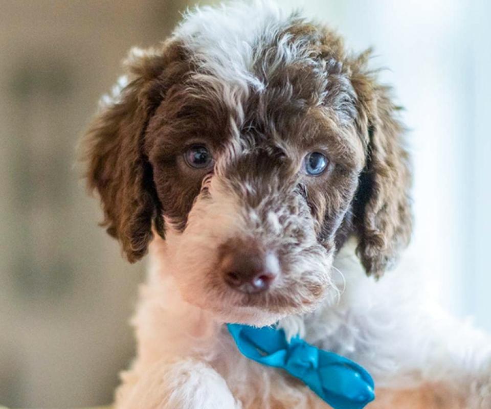 Best Detroit Labradoodles Available — Crockett Doodles