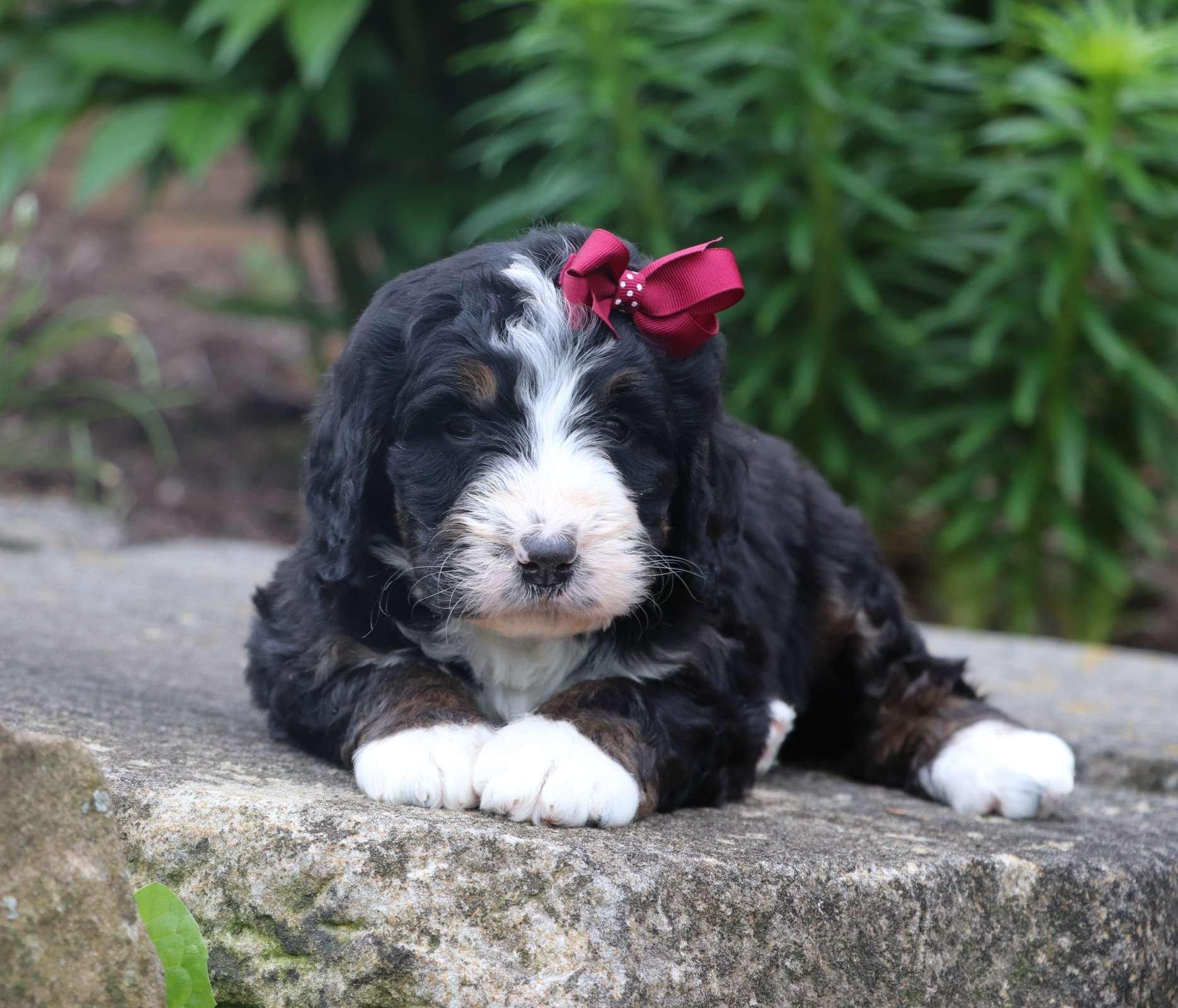 Best Buffalo Bernedoodles Available — Crockett Doodles