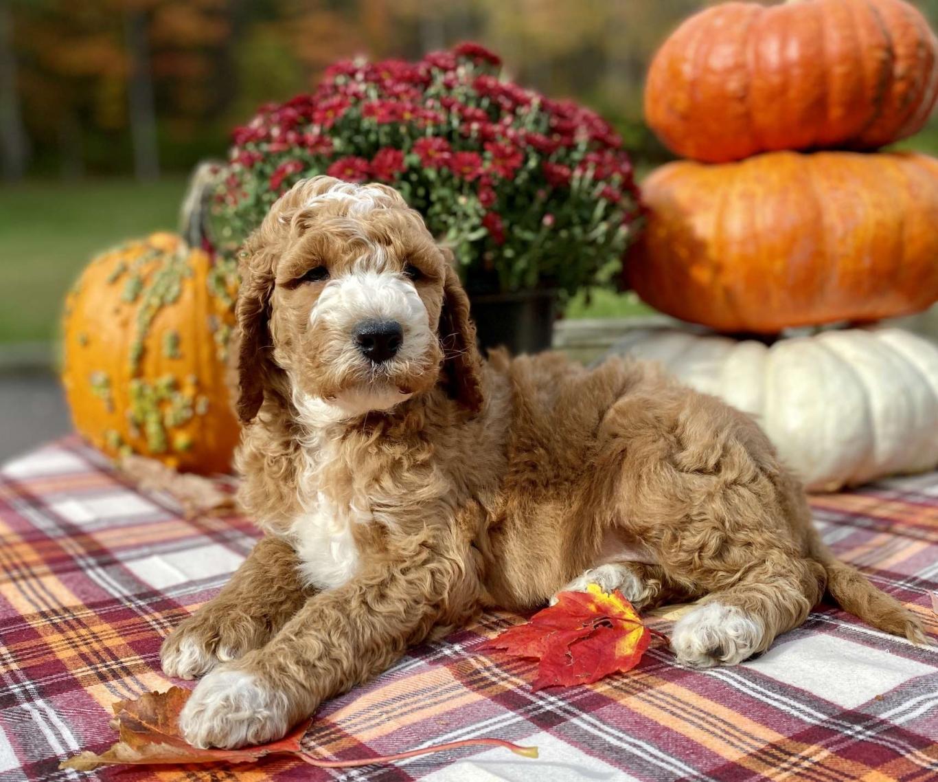 Best San Francisco Irishdoodles Available — Crockett Doodles