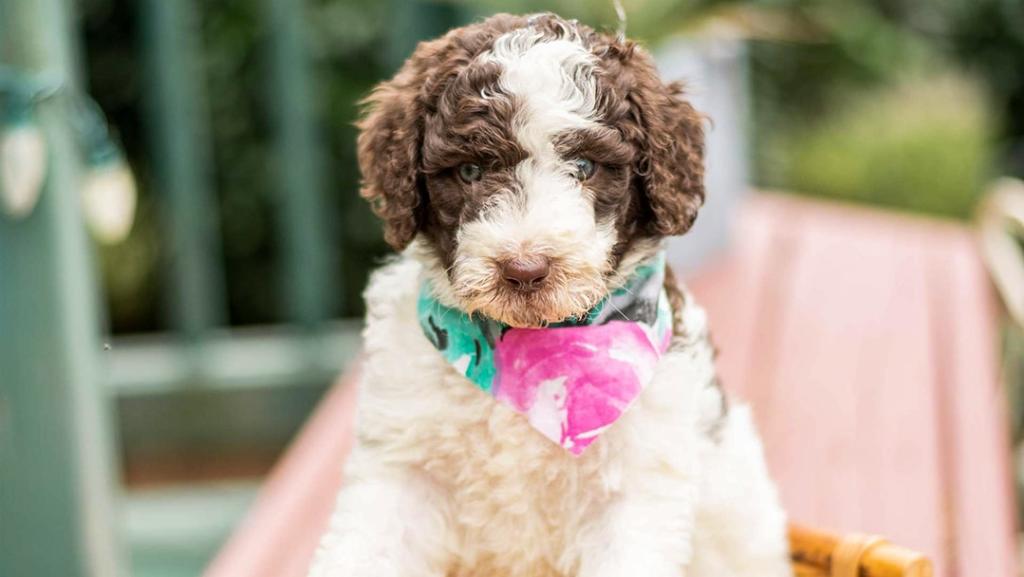 Newfiedoodle Puppies for Sale - Standard Poodle & Newfoundland Mix