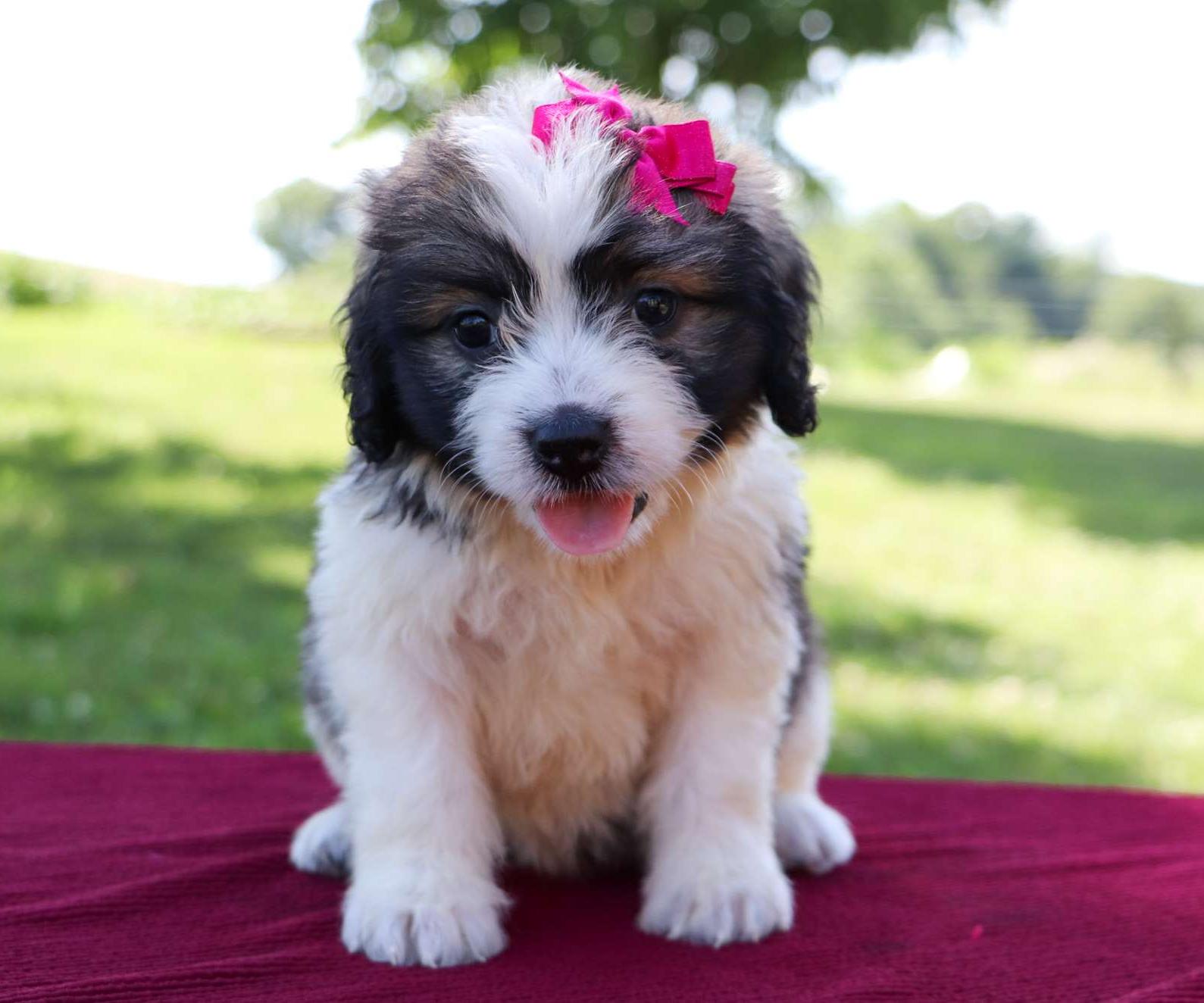 Best Jersey City Saint Berdoodles Available — Crockett Doodles