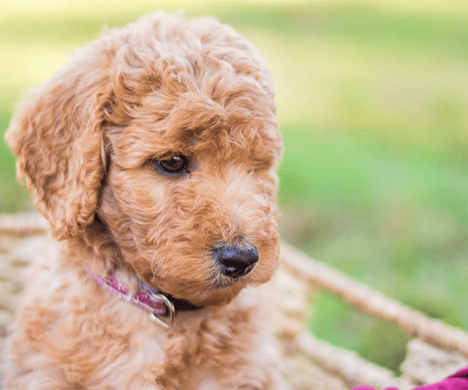 Best New York City Labradoodles Available — Crockett Doodles