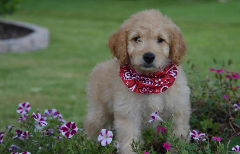 How to Choose the Best Doodle Breed For Your Family — Crockett Doodles