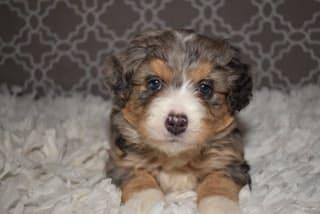 Bernedoodle vs Sheepadoodle Breed Comparison — Crockett Doodles