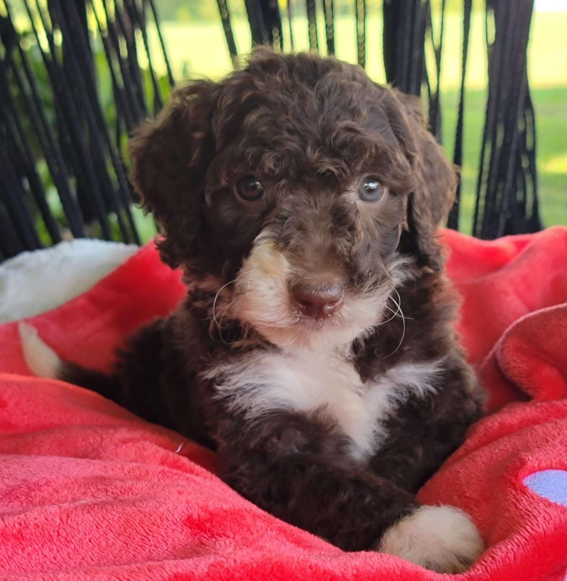 Best North Carolina Doodles Available — Crockett Doodles