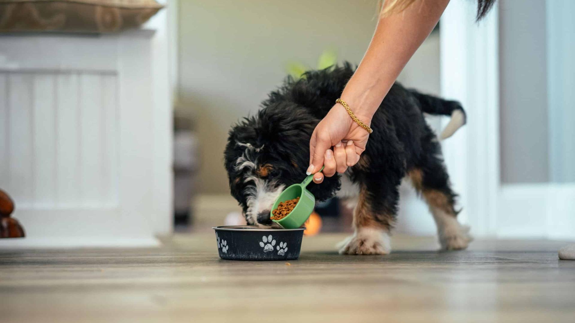 Pawsitive Doodle Health Guide: Routines, Care & Wellness