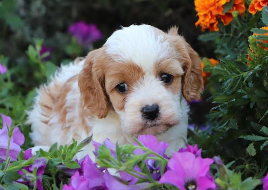 Cavapoo vs Mini Goldendoodle Breed Comparison — Crockett Doodles