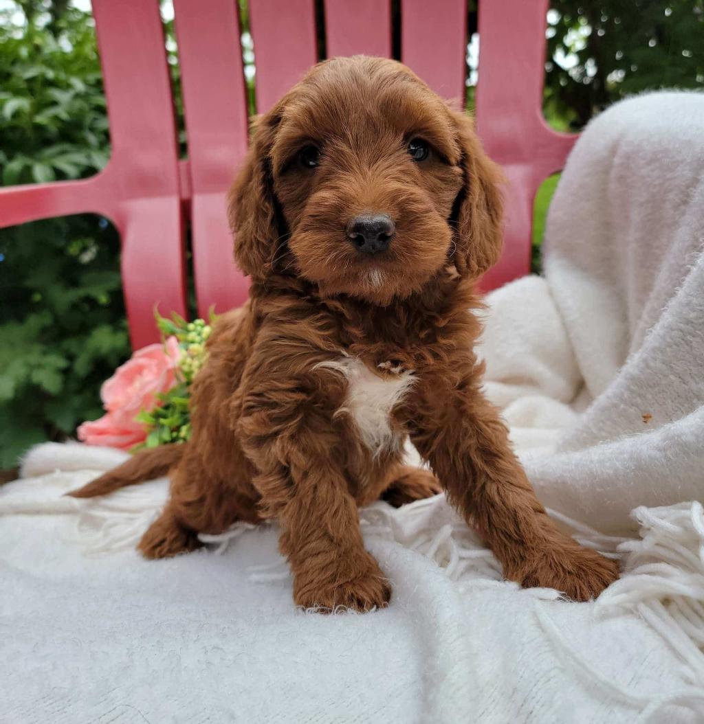 Best Boston Doodles Available — Crockett Doodles