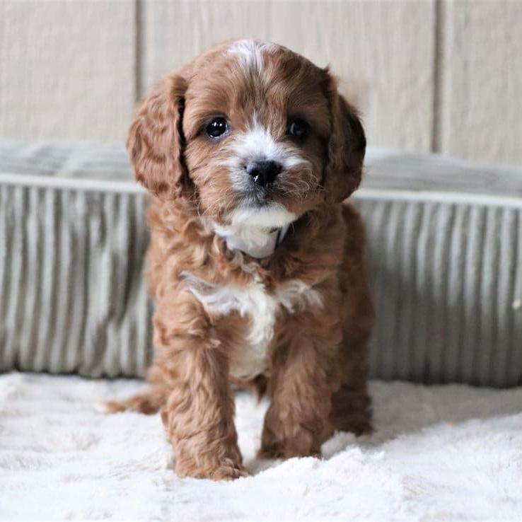 Adorable Cavapoo Puppies | Healthy & Happy Cavapoos