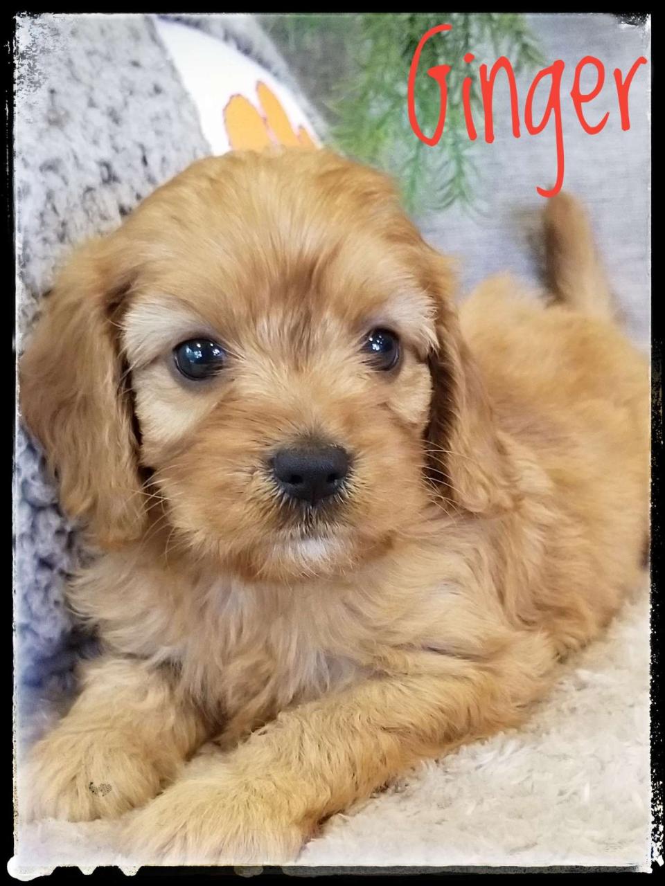Best Laredo Cavapoos Available — Crockett Doodles