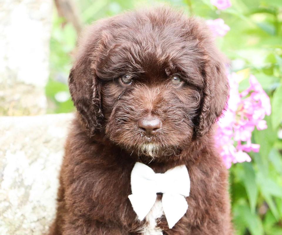 Best Aurora Newfiedoodles — Crockett Doodles