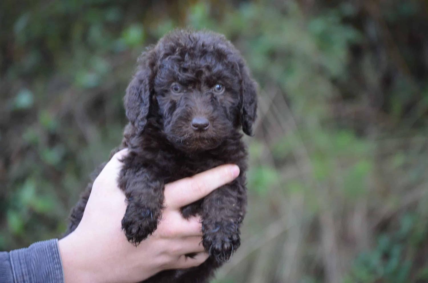Medium Labradoodles — Crockett Doodles