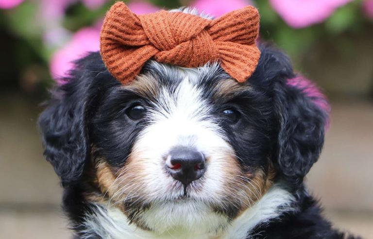 How to Choose the Best Doodle Breed For Your Family — Crockett Doodles