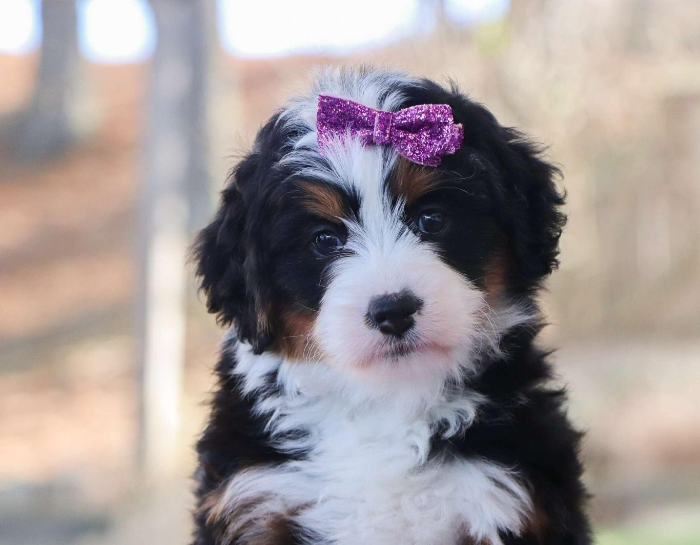Best New York Bernedoodles Available — Crockett Doodles
