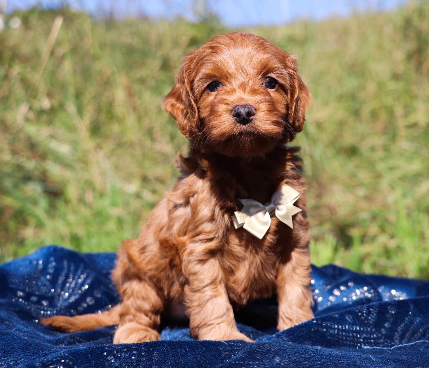 Best New Orleans Cockapoos — Crockett Doodles