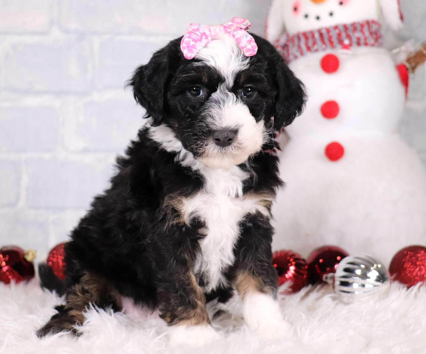 Best Michigan Sheepadoodles Available — Crockett Doodles