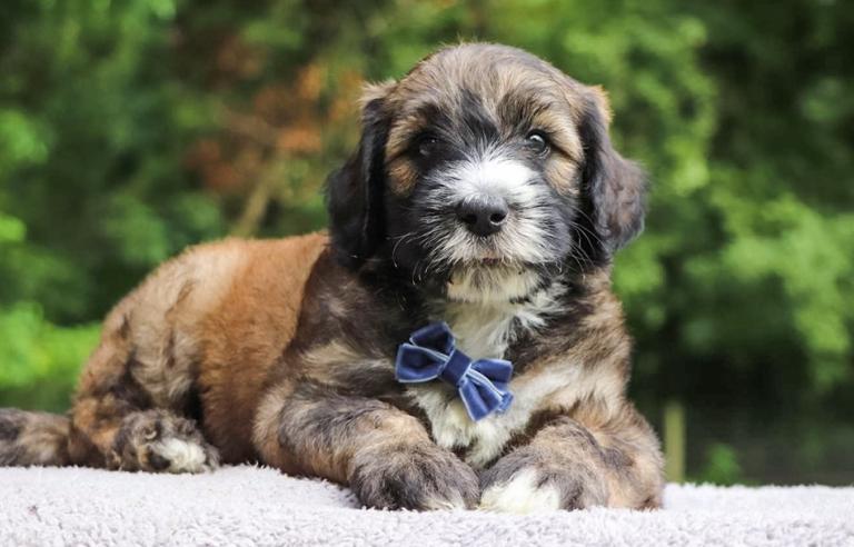 How to Choose the Best Doodle Breed For Your Family — Crockett Doodles