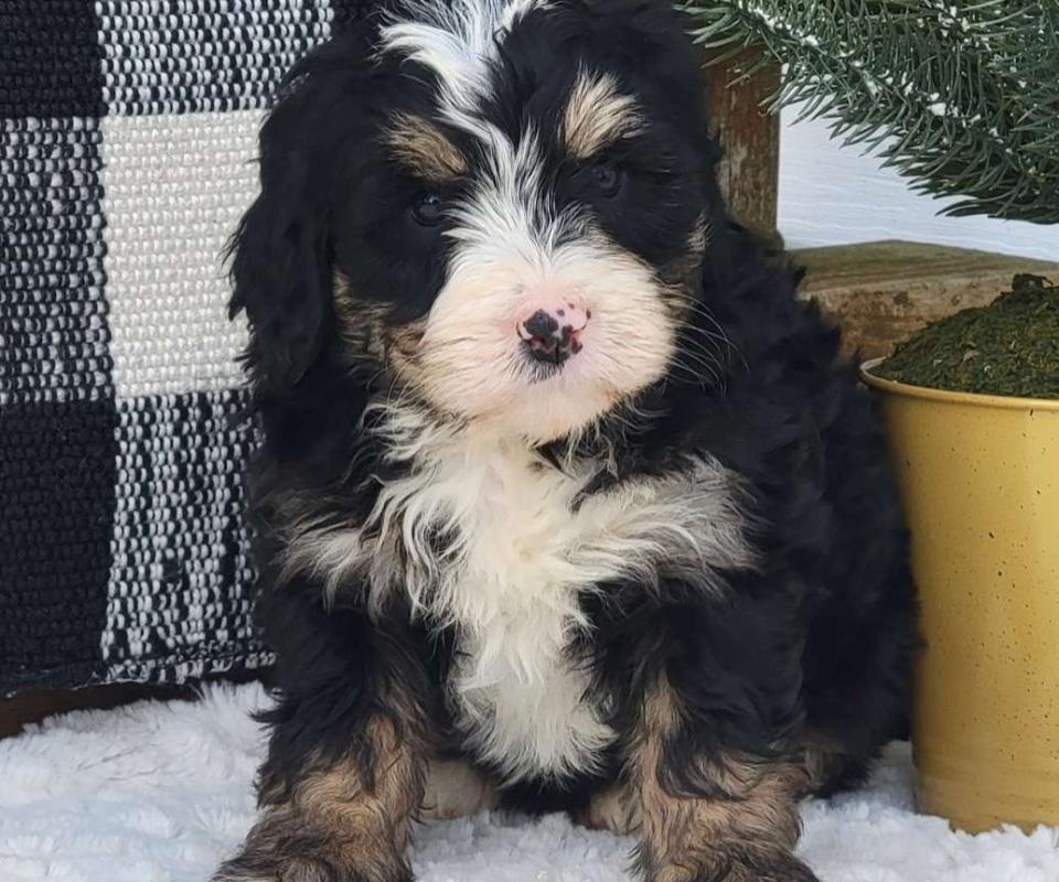 Best Ohio Bernedoodles Available — Crockett Doodles