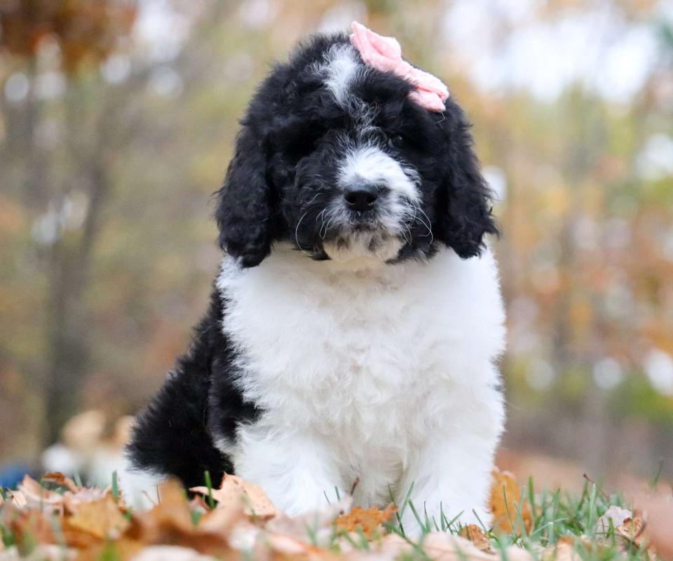 Best Indianapolis Newfiedoodles Available — Crockett Doodles