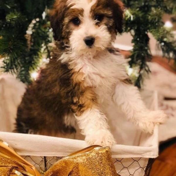 Bernedoodle vs Sheepadoodle Breed Comparison — Crockett Doodles