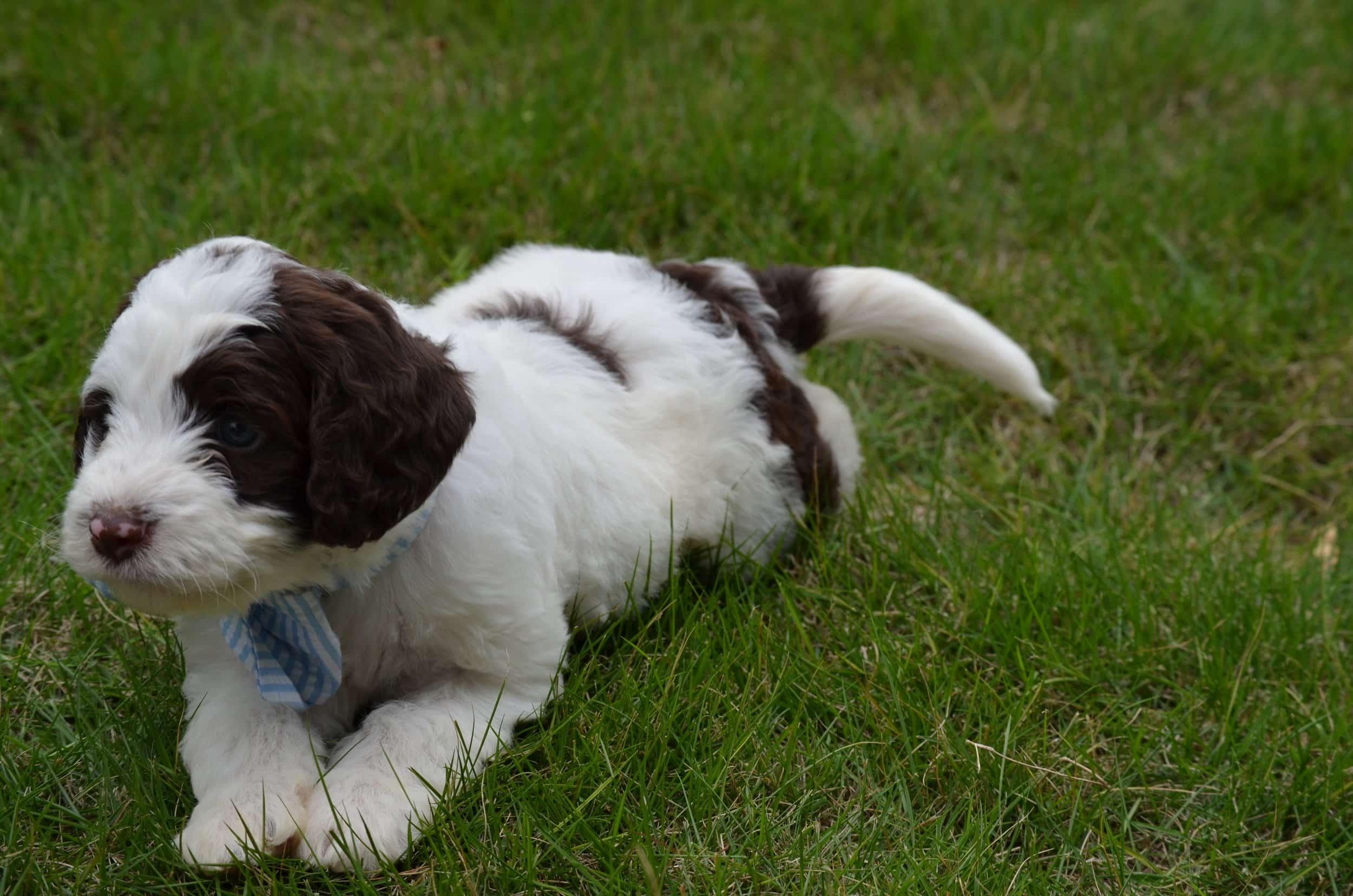 Springerdoodles — Crockett Doodles