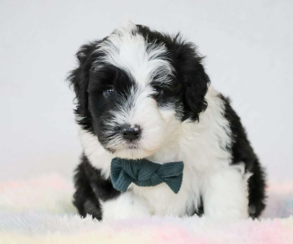 Best Seattle Sheepadoodles Available — Crockett Doodles